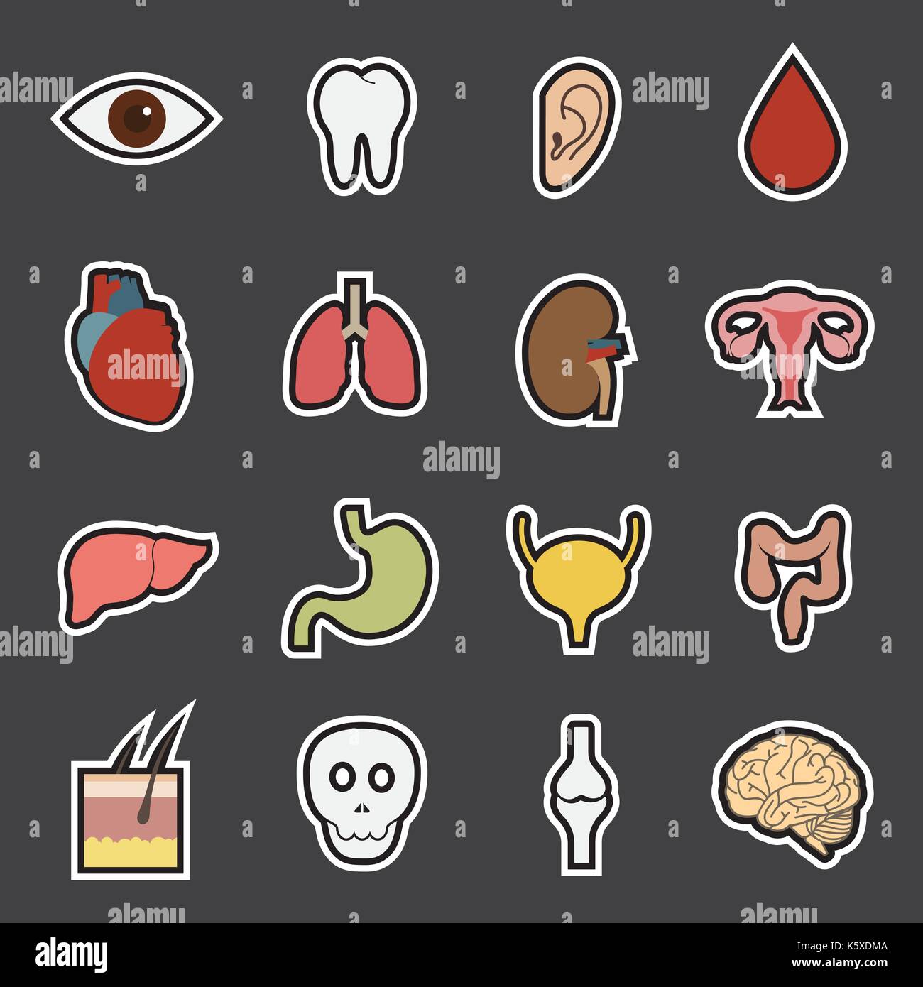 human organs icon Stock Vector Image & Art - Alamy