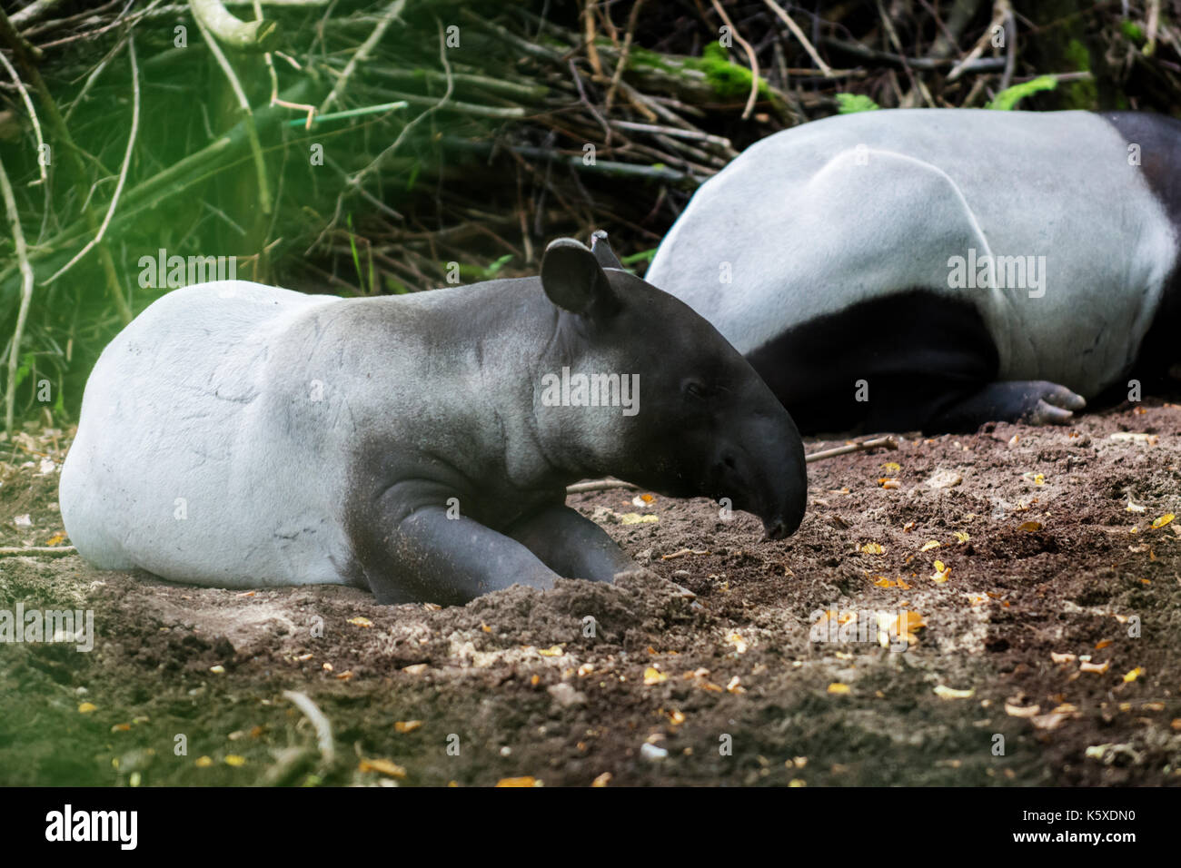 Sleeping Malayan tapir (Tapirus indicus) wildlife animal Stock Photo ...