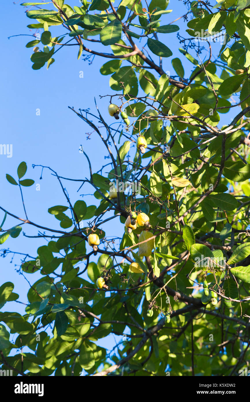 Cashew fruit, anacardium occidentale, hanging on tree, Ko Phayam ...