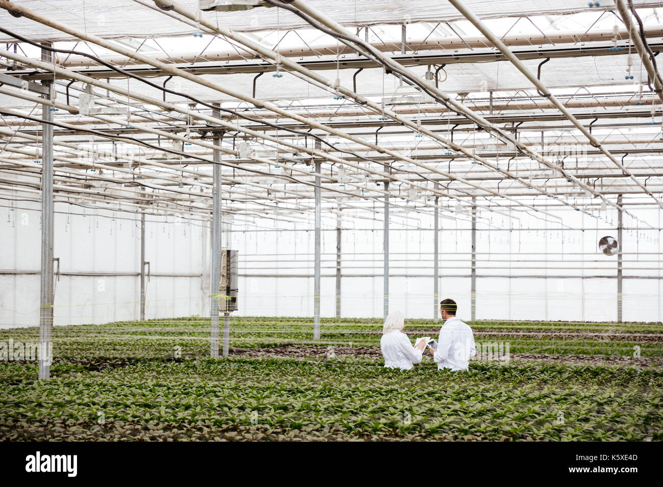 Back view of gardeners working with plants in greenery Stock Photo - Alamy