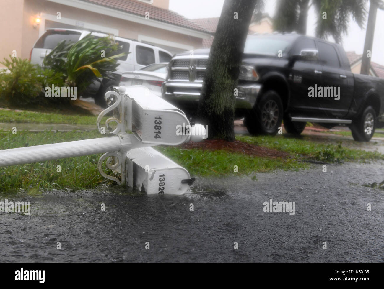 Hurricane winds trees florida hi-res stock photography and images - Alamy