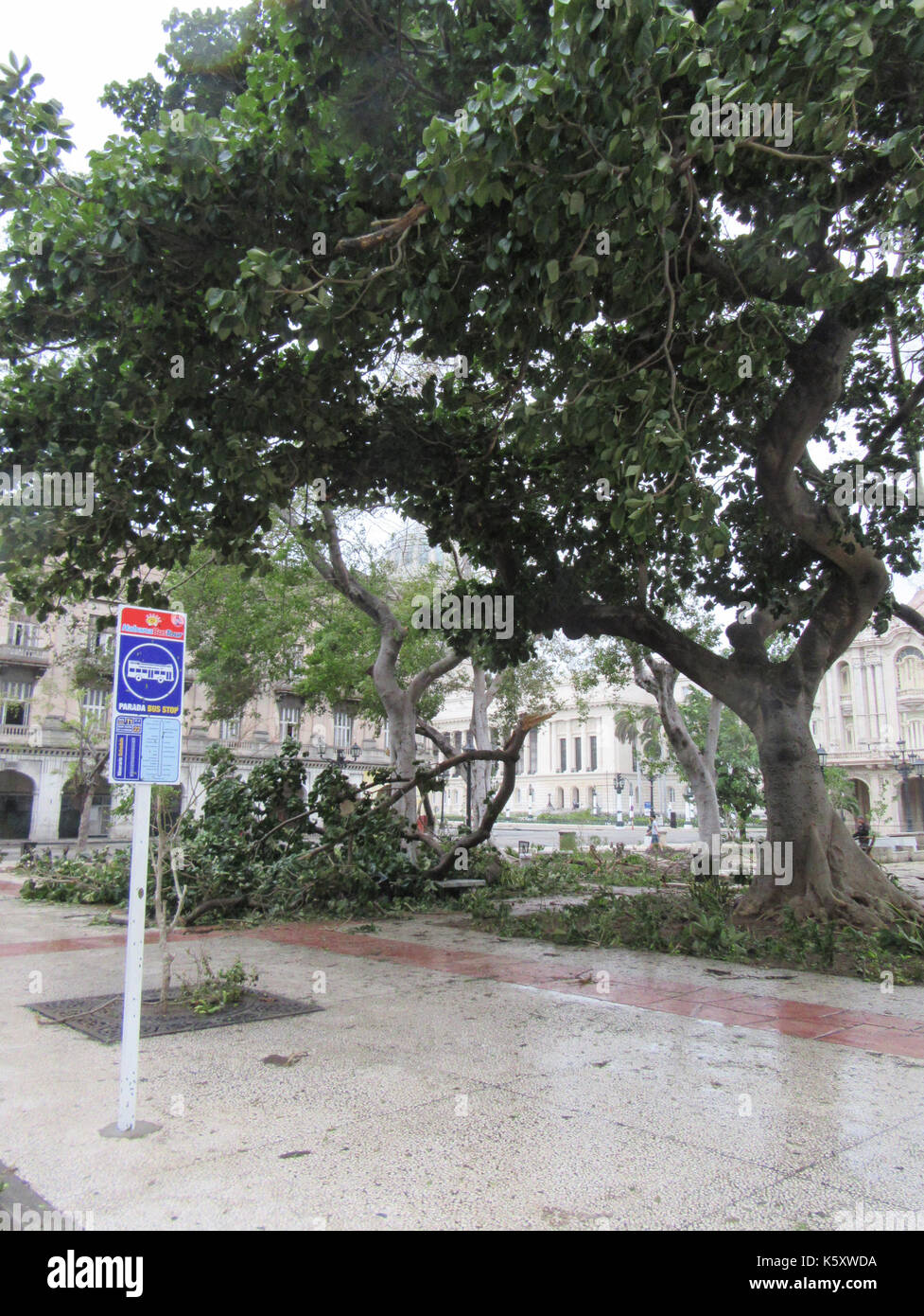 Havanna, Cuba. 10th Sep, 2017. Uprooted trees clog a plaza in Havanna ...