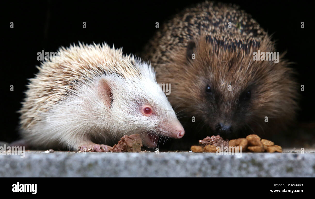 Rare white hedgehog hi-res stock photography and images - Alamy