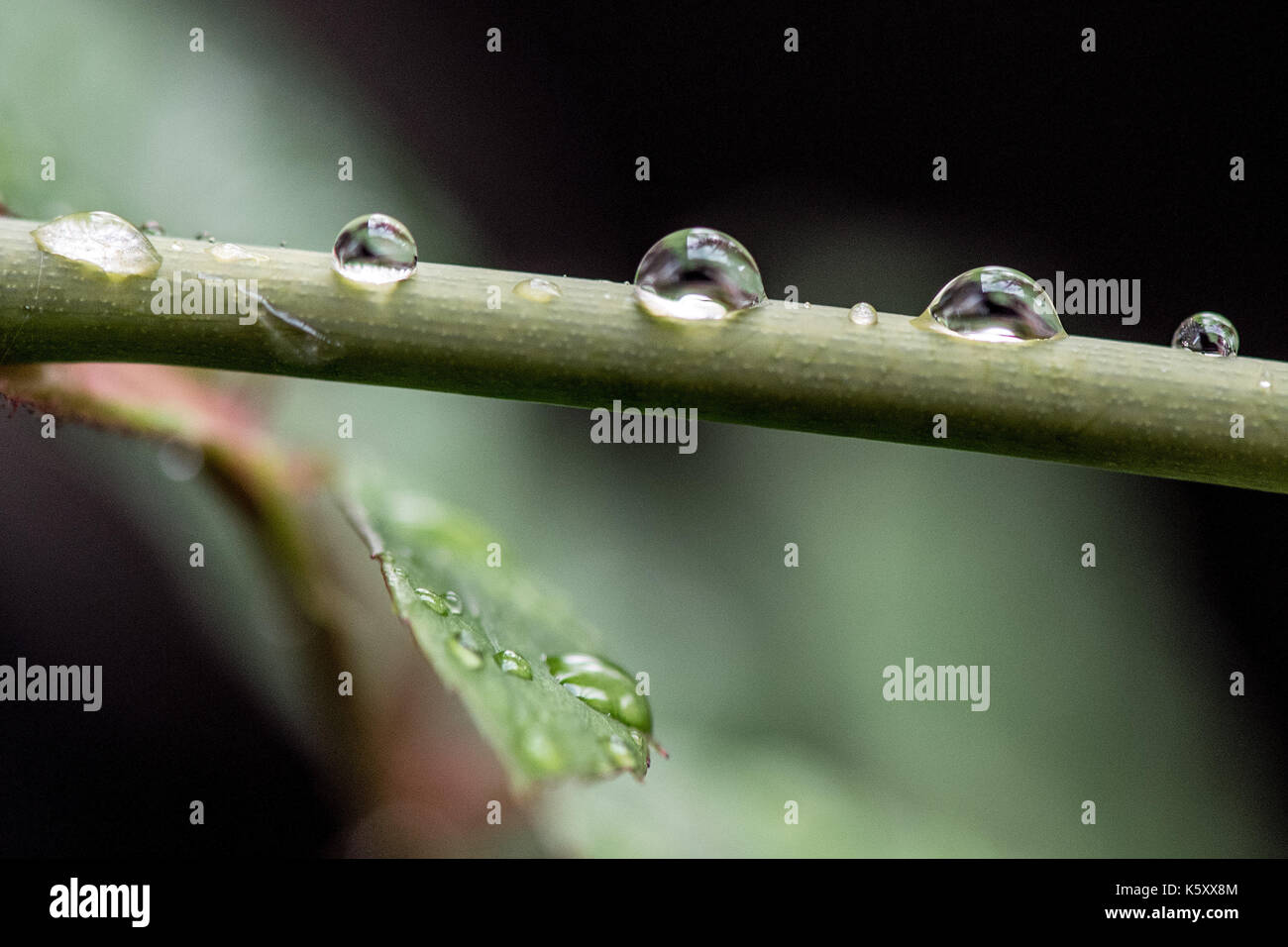 Cologne, Germany. 11th Sep, 2017. Drops of water can be seen on a ...