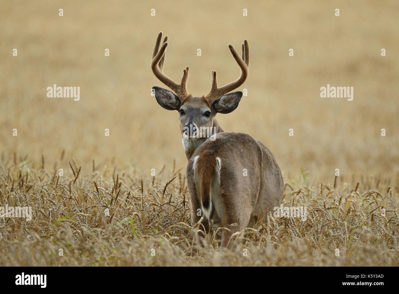 White tailed deer - rutting season Stock Photo - Alamy