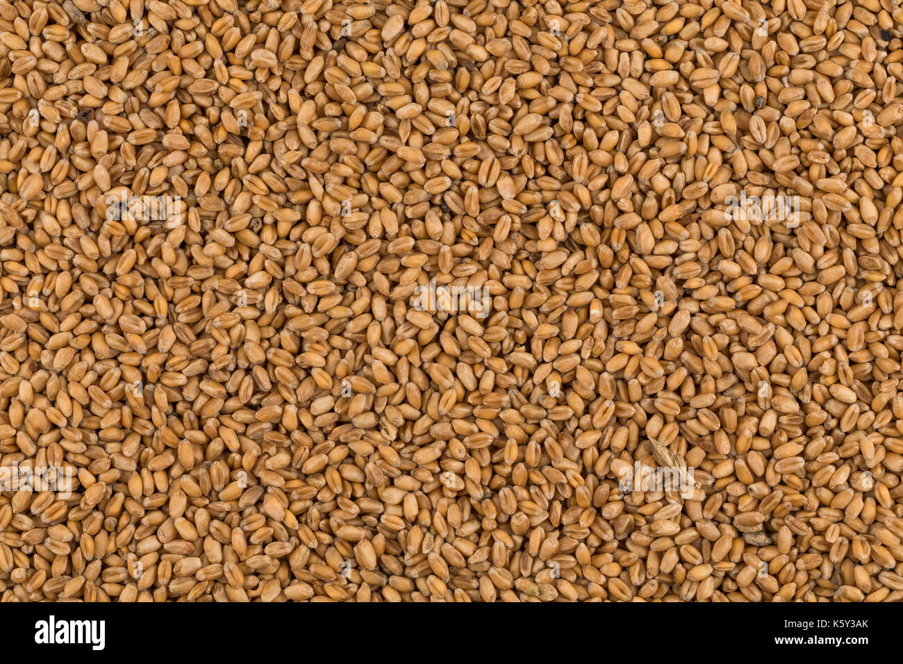 whole background of raw wheat grain closeup Stock Photo - Alamy