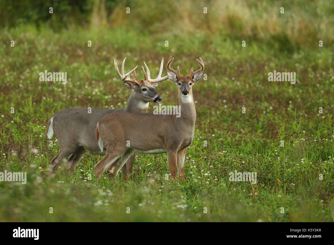 Season For Hunting High Resolution Stock Photography and Images - Alamy