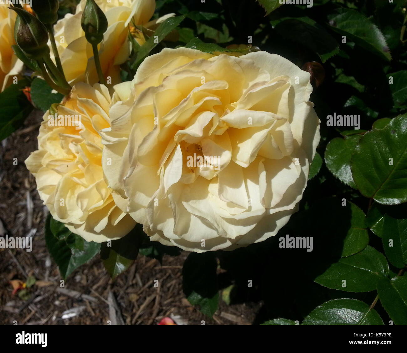 Julia Child Roses Stock Photo - Alamy