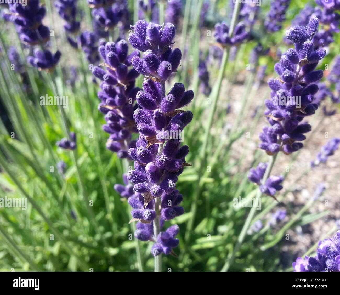 Long purple flower hi-res stock photography and images - Alamy