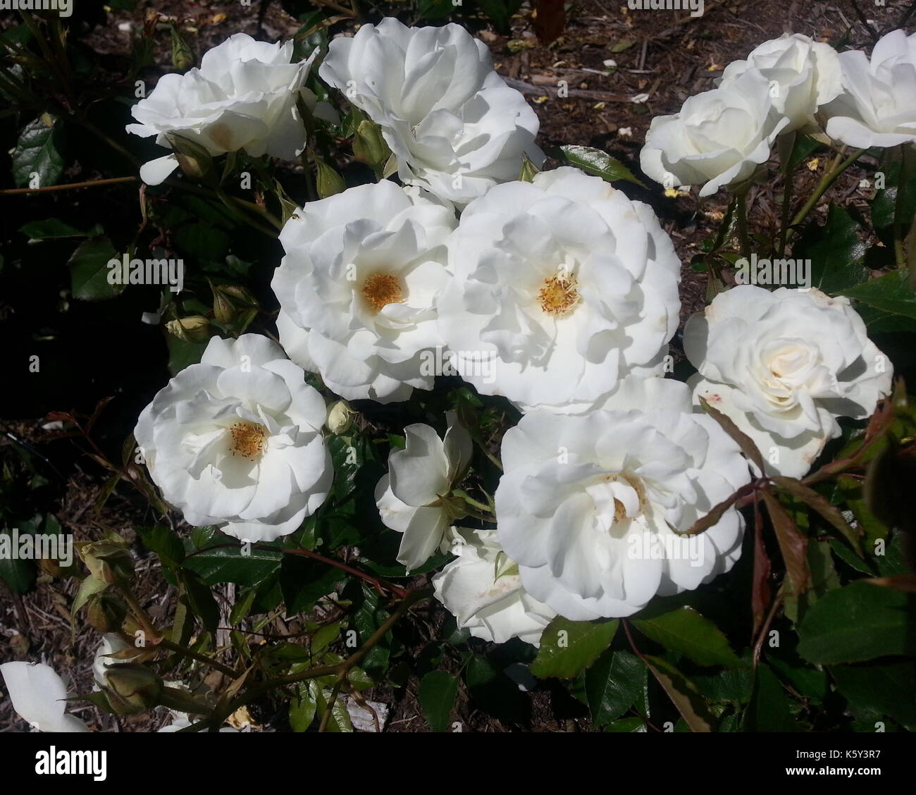 Iceberg roses hi-res stock photography and images - Alamy