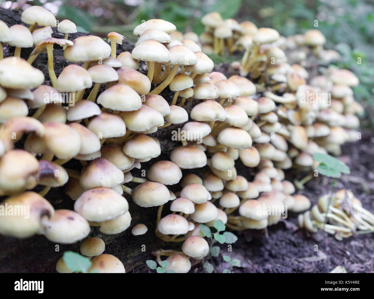 Large collection of toadstools Stock Photo - Alamy