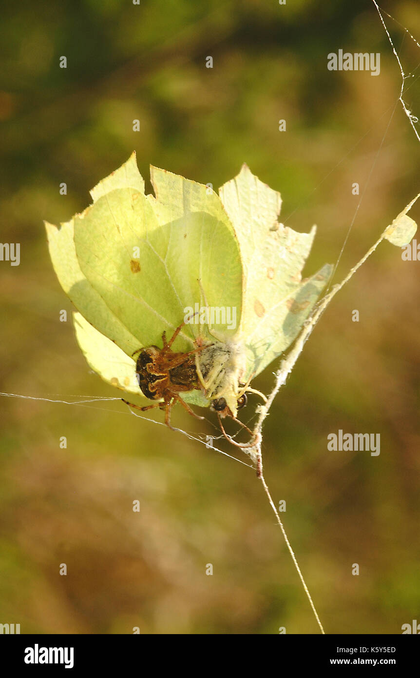 Redii hi-res stock photography and images - Alamy