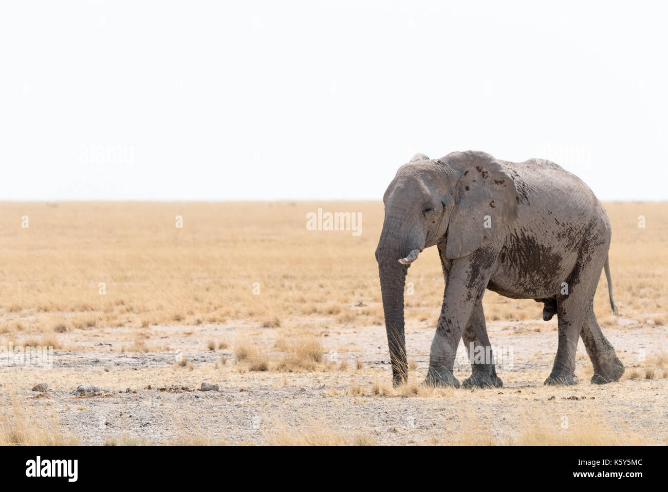 Elephants safari scene hi-res stock photography and images - Alamy