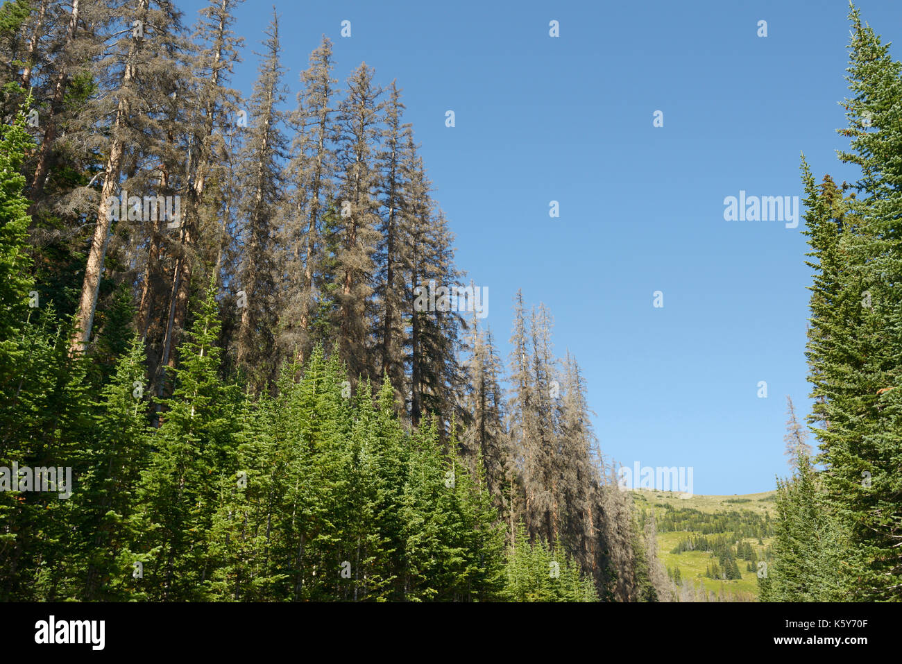 Spruce trees damaged and killed by spruce beetle, Dendroctonus ...