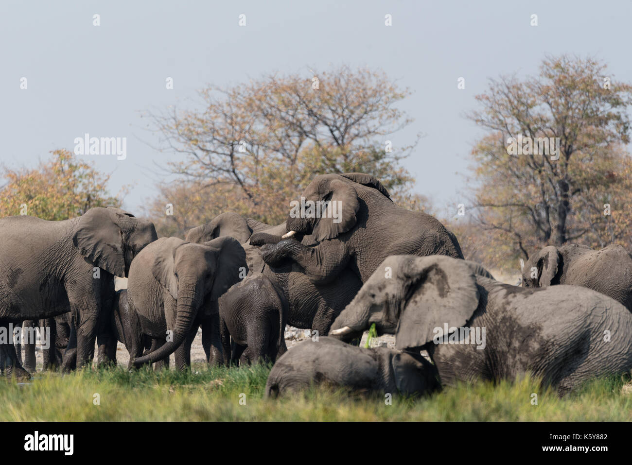 Elephants sunset water hi-res stock photography and images - Alamy