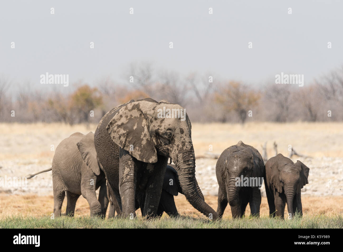 Elephants sunset water hi-res stock photography and images - Alamy
