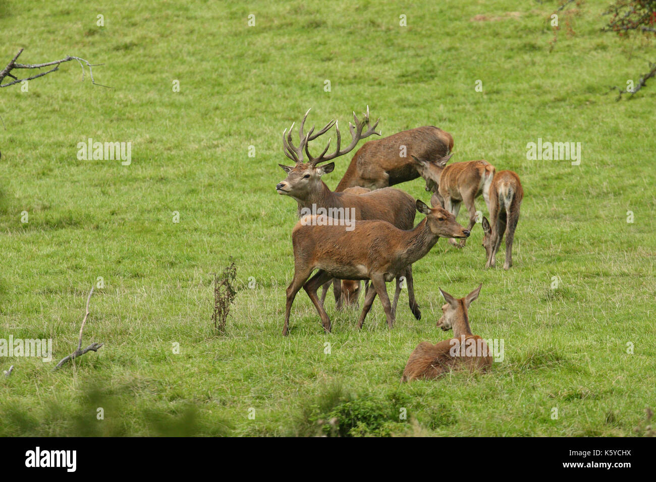 Red deer - rutting season Stock Photo - Alamy