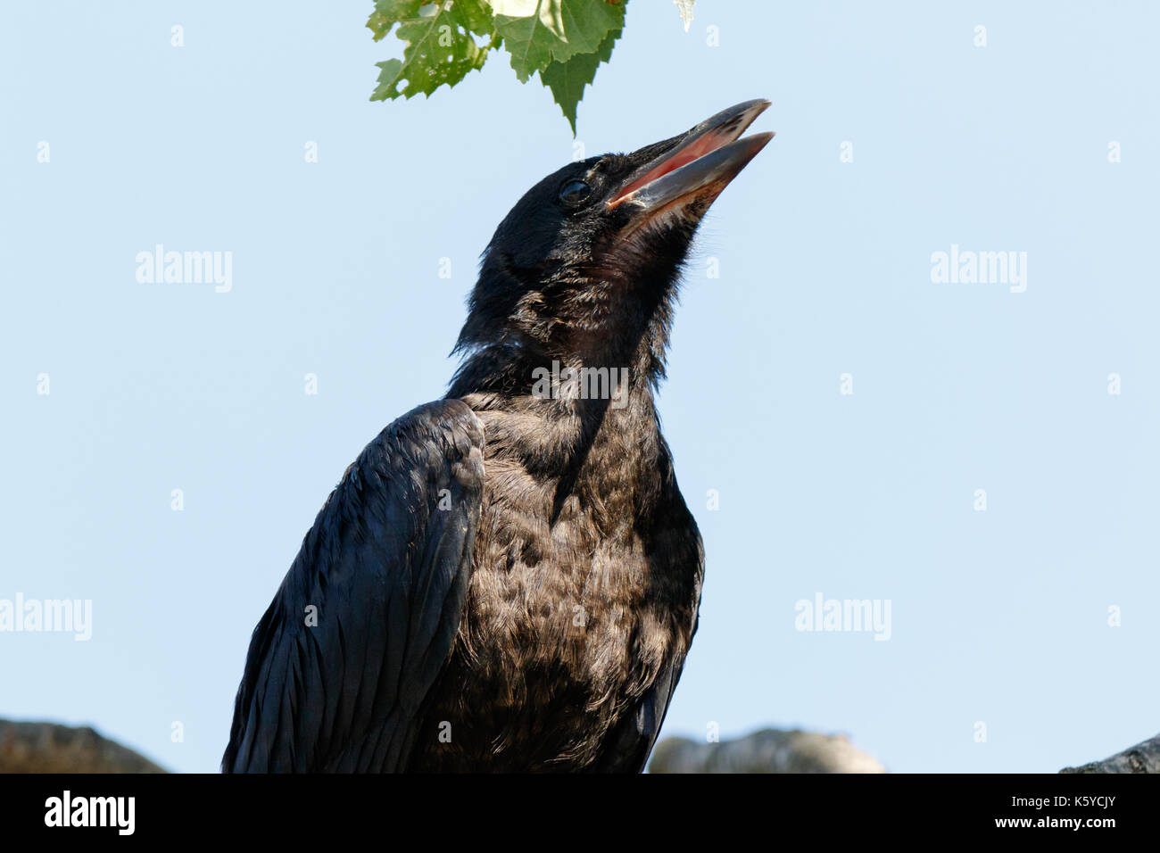 Rook (Corvus frugilegus). Bird Stock Photo - Alamy