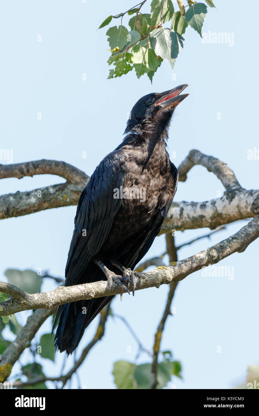 Rook (Corvus frugilegus). Bird Stock Photo - Alamy