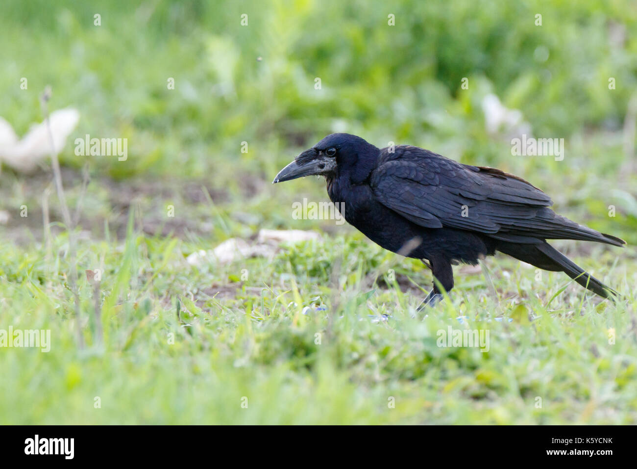 Rook (Corvus frugilegus). Bird Stock Photo - Alamy