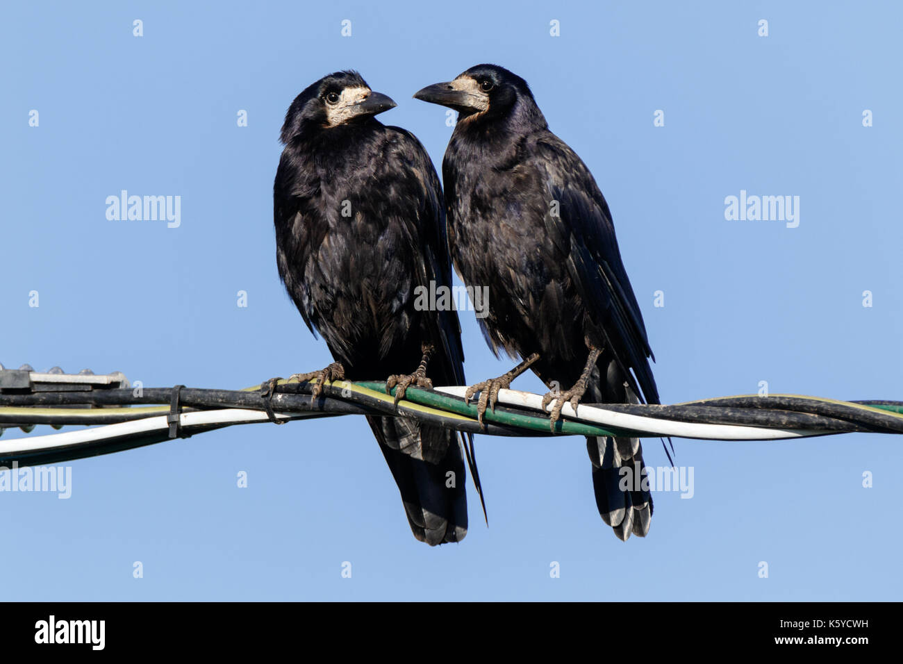 Male rook corvus frugilegus hi-res stock photography and images - Alamy