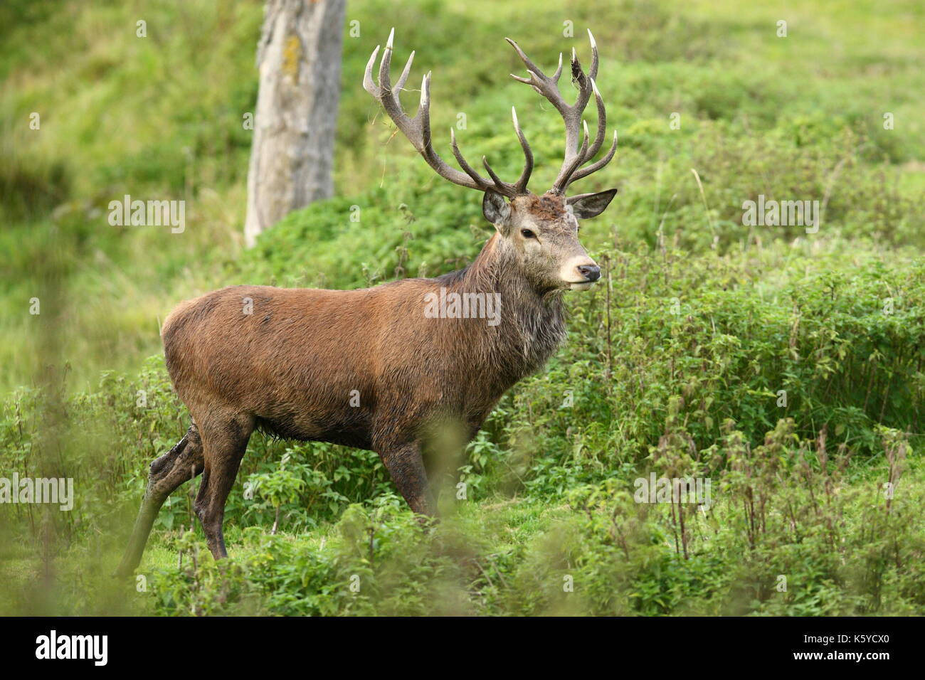 Male and female red deer mating ritual hi-res stock photography and ...