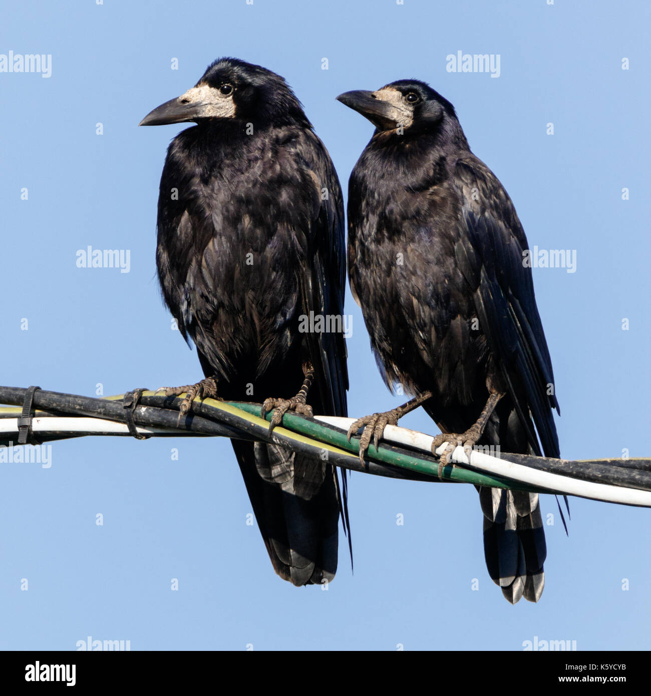 Rook (Corvus frugilegus). Bird Stock Photo - Alamy