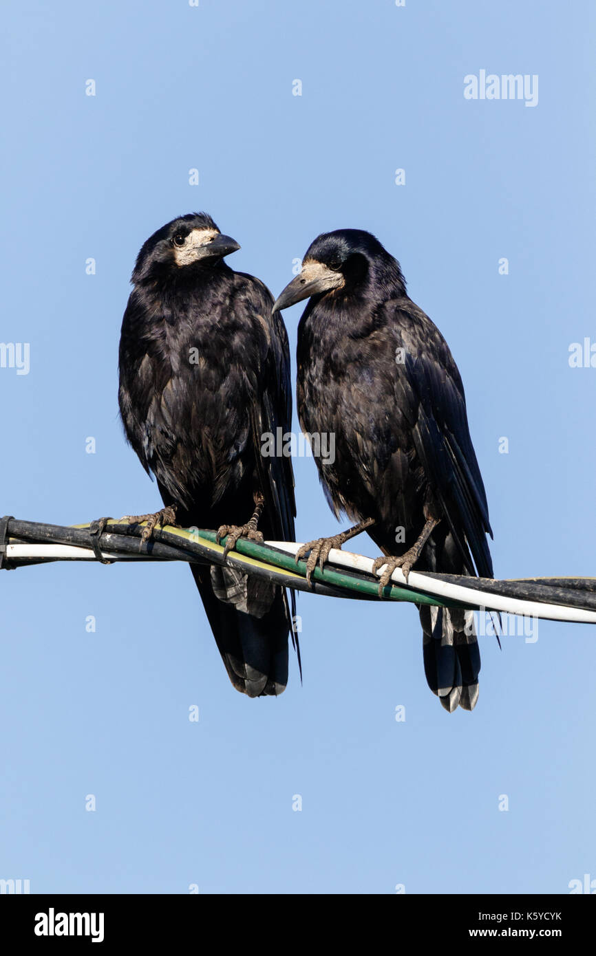 Male rook corvus frugilegus hi-res stock photography and images - Alamy