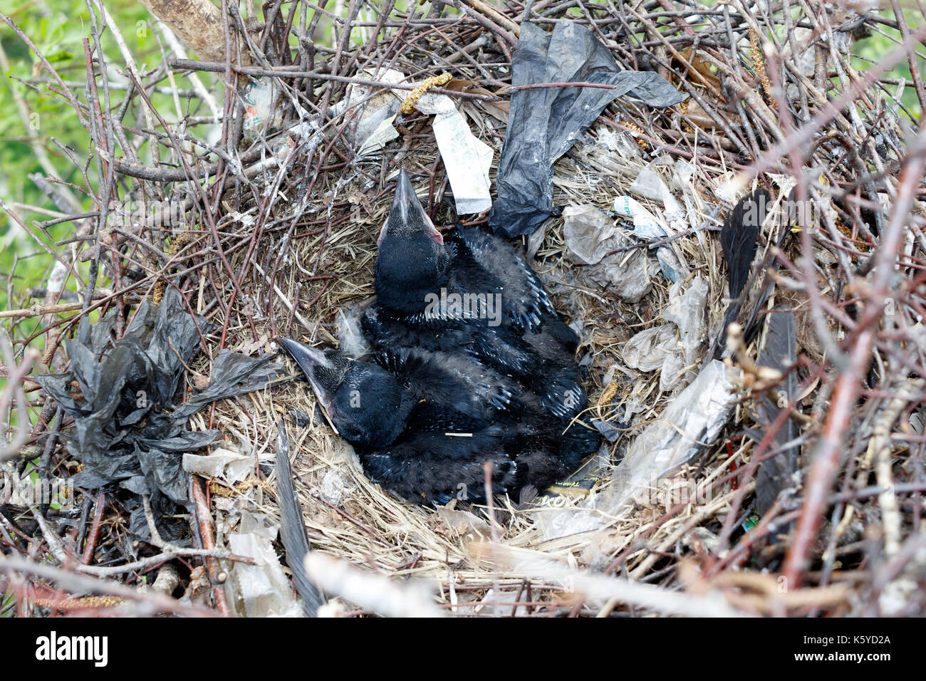 Rook chicks hi-res stock photography and images - Alamy