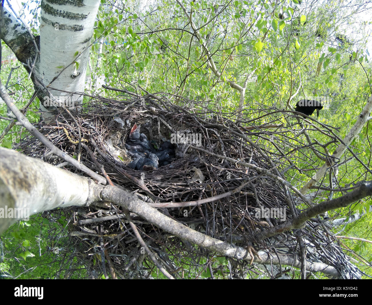 Rook chicks hi-res stock photography and images - Alamy