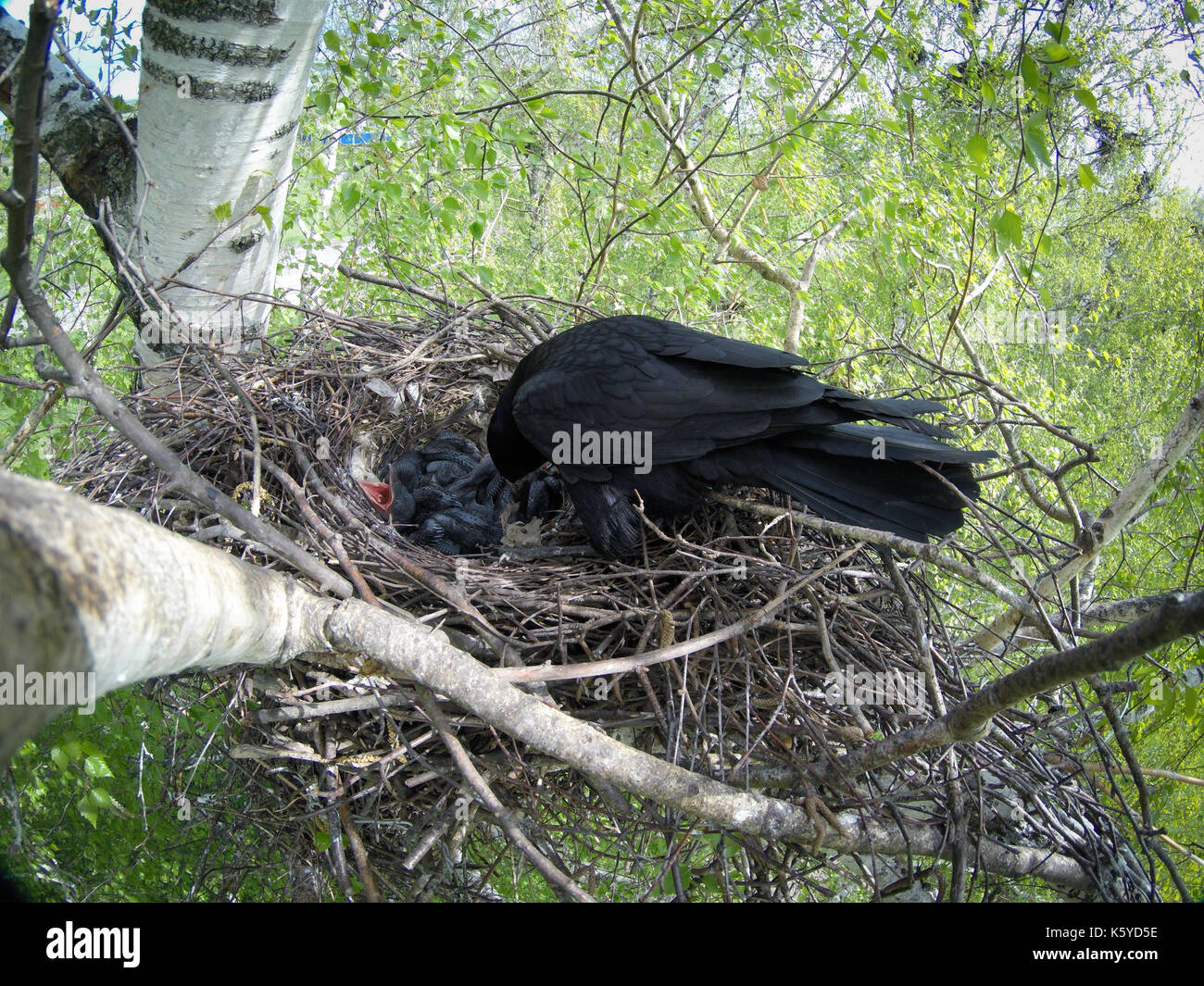 Baby rook hi-res stock photography and images - Alamy