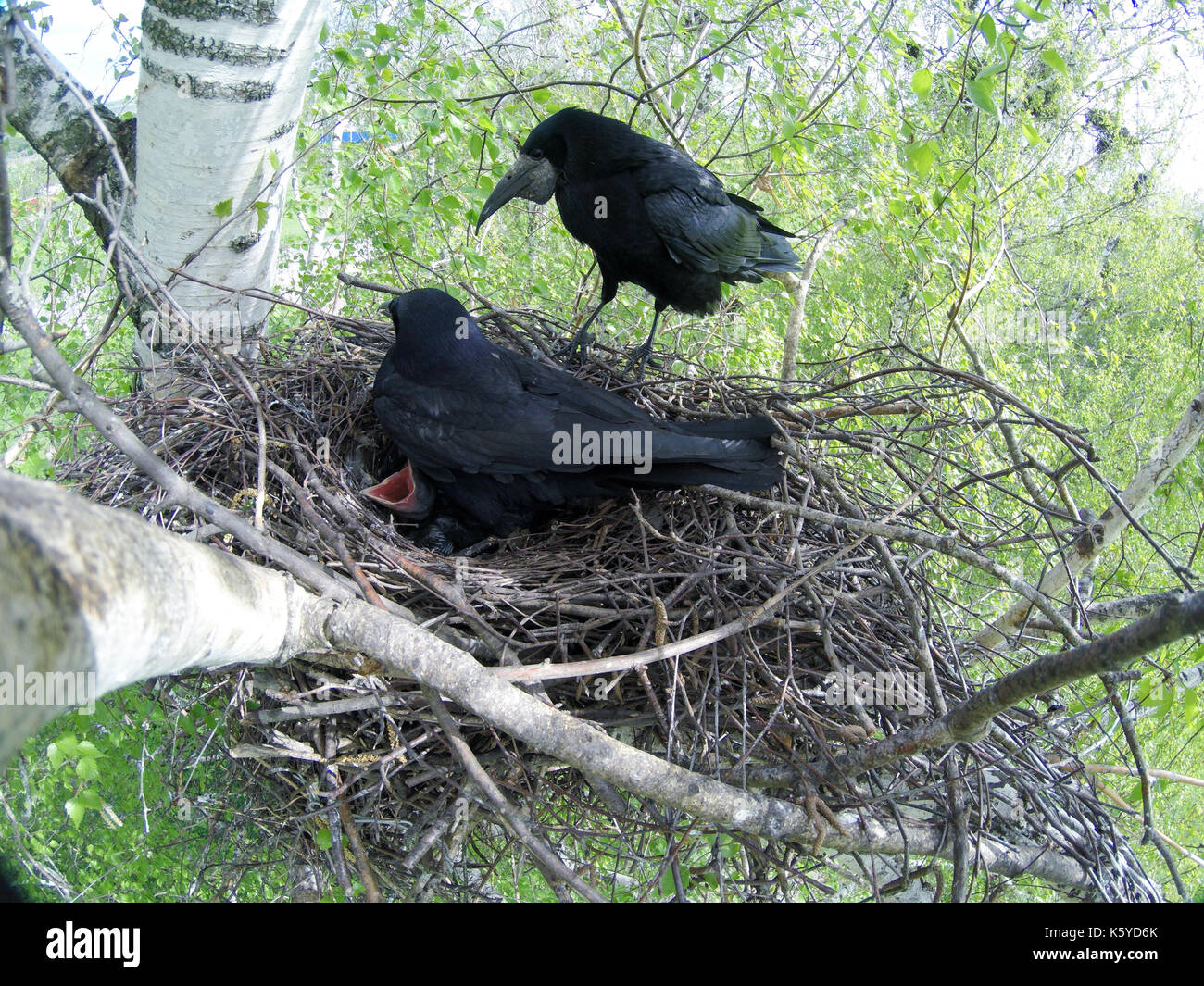 Baby rook hi-res stock photography and images - Alamy