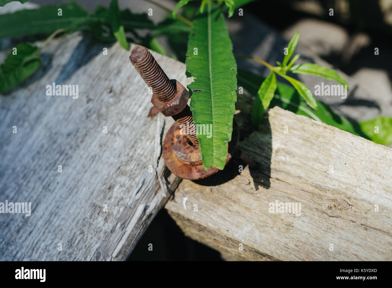 Rusty bolt and green leaf Stock Photo - Alamy