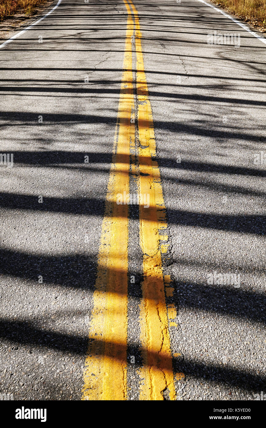 Asphalt road with long shadows of trees, abstract background Stock ...