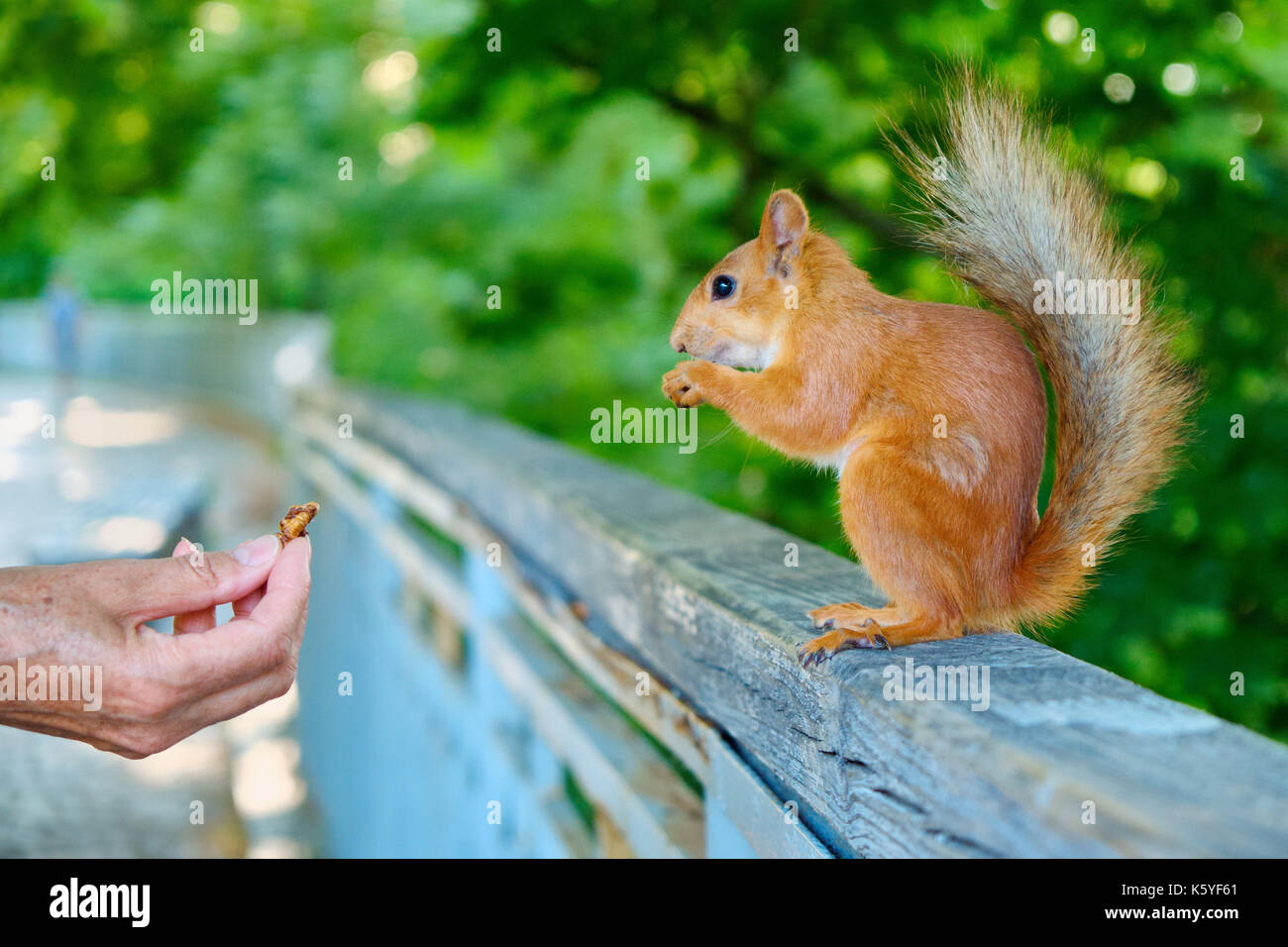 Human hand gives a nut to the red squirrel standing on the fence in the ...