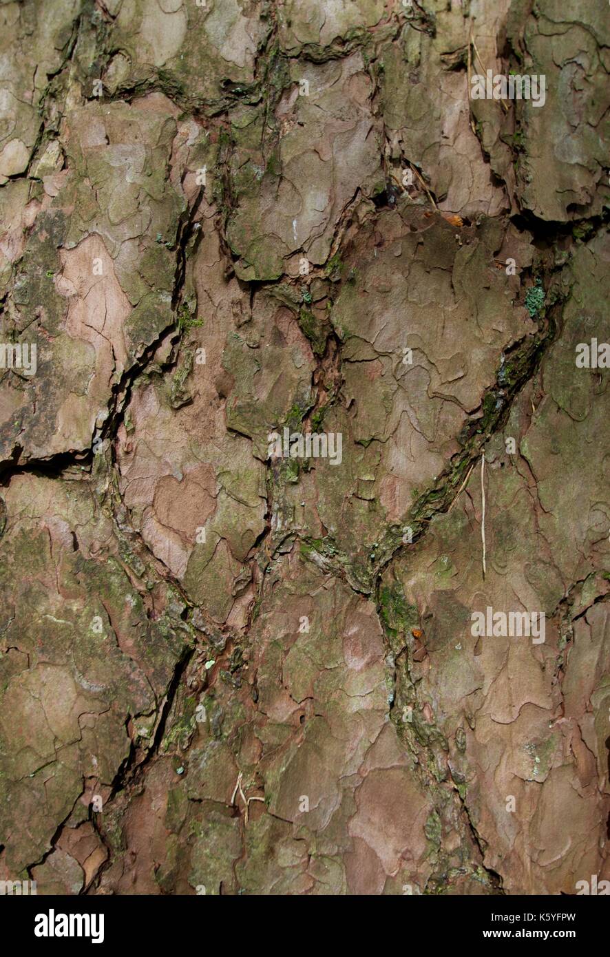 Close-up of Conifer Tree Bark. Holne Wood, Dartmoor National Park ...