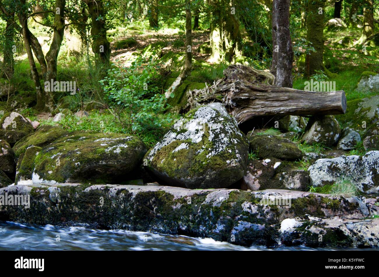 Woodland Floor by the Bank of the River Dart. Holne Wood, Dartmoor ...