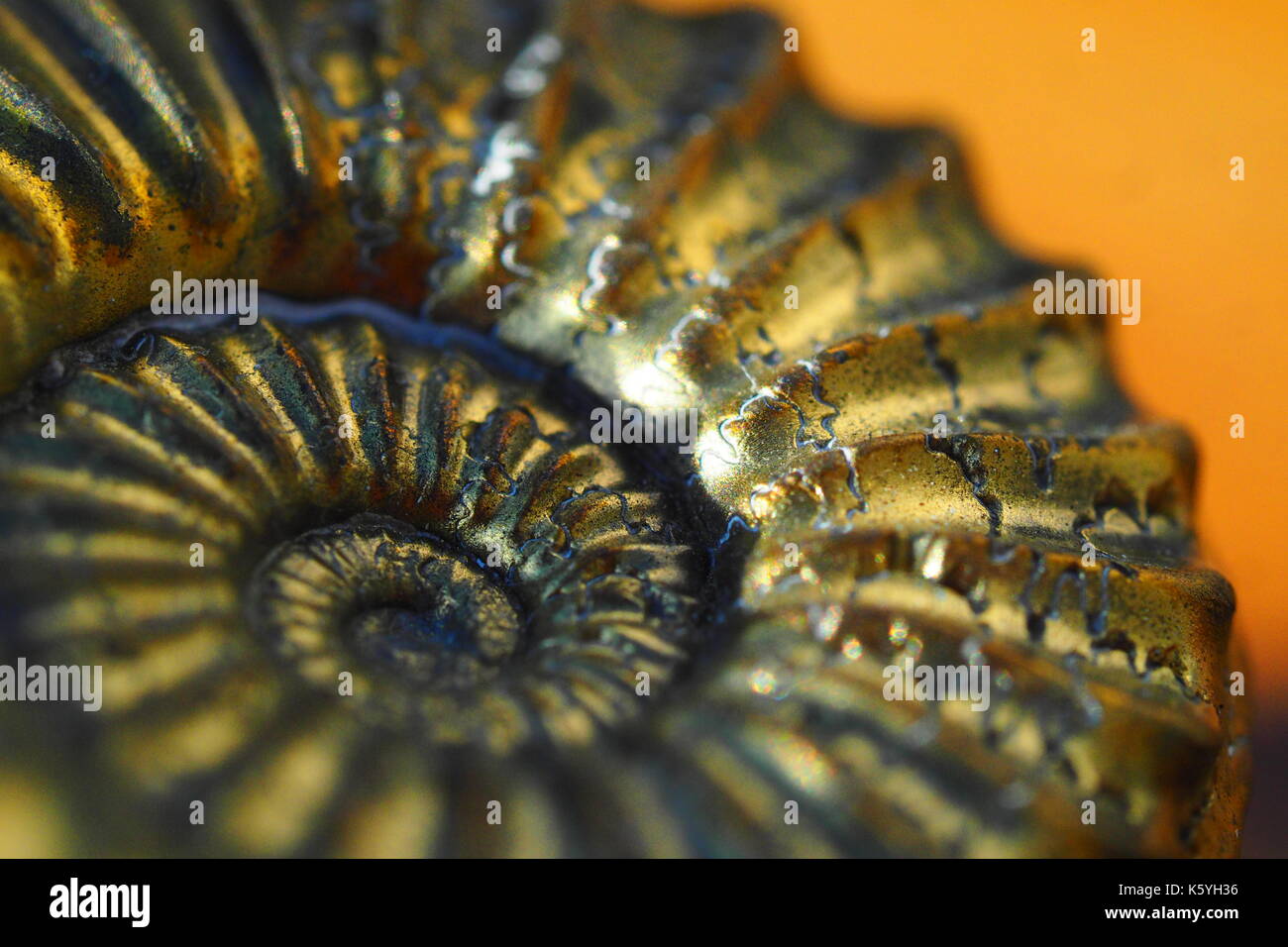 Golden ratio spiral hi-res stock photography and images - Alamy