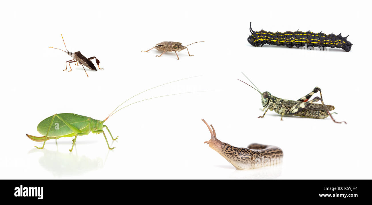 Hopping insects Cut Out Stock Images & Pictures - Alamy