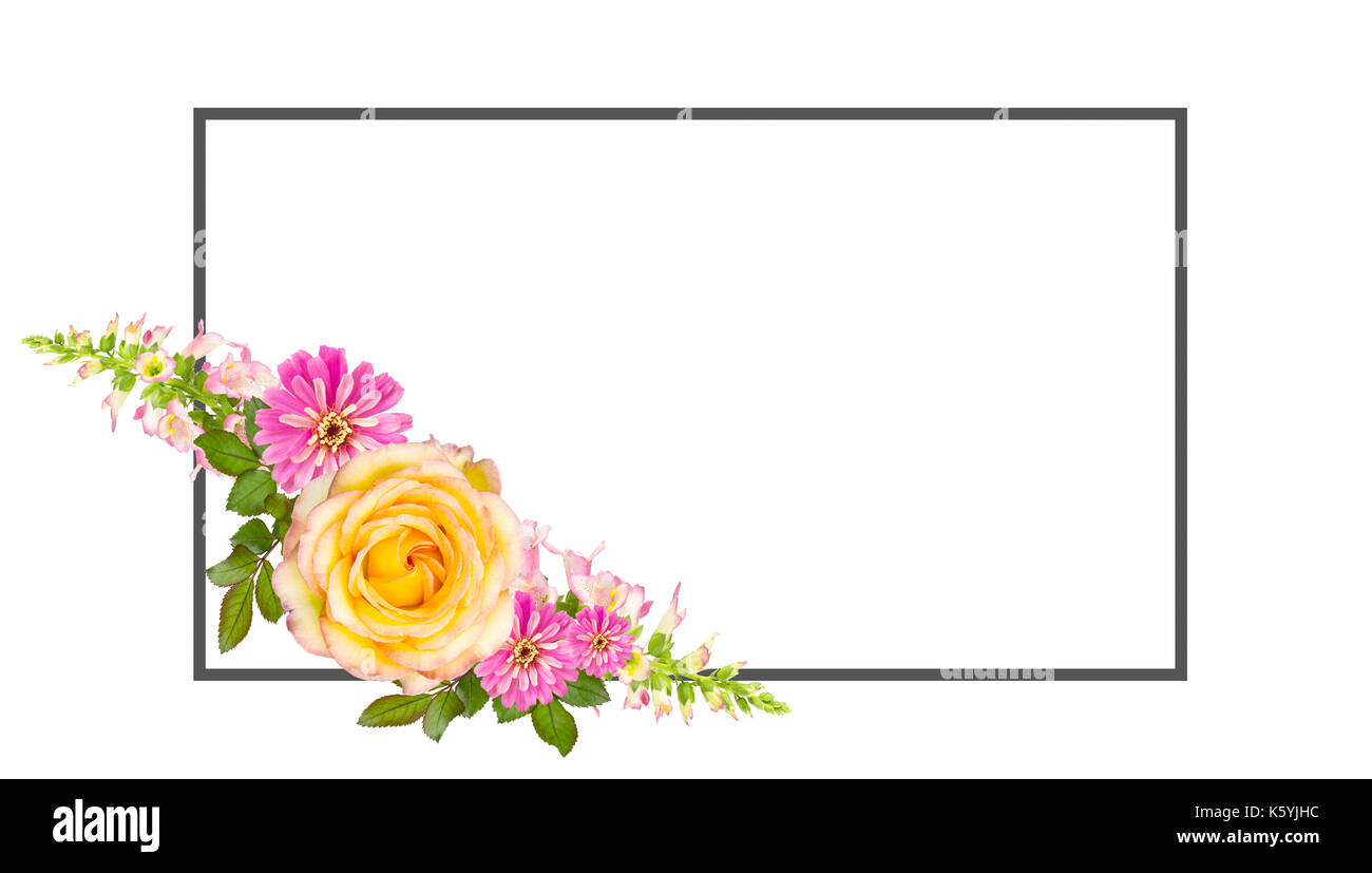 Banner pink rose petals Cut Out Stock Images & Pictures - Alamy