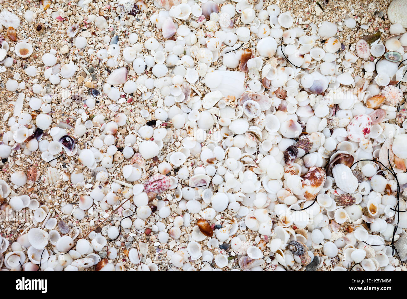 Texture of seashells Stock Photo - Alamy