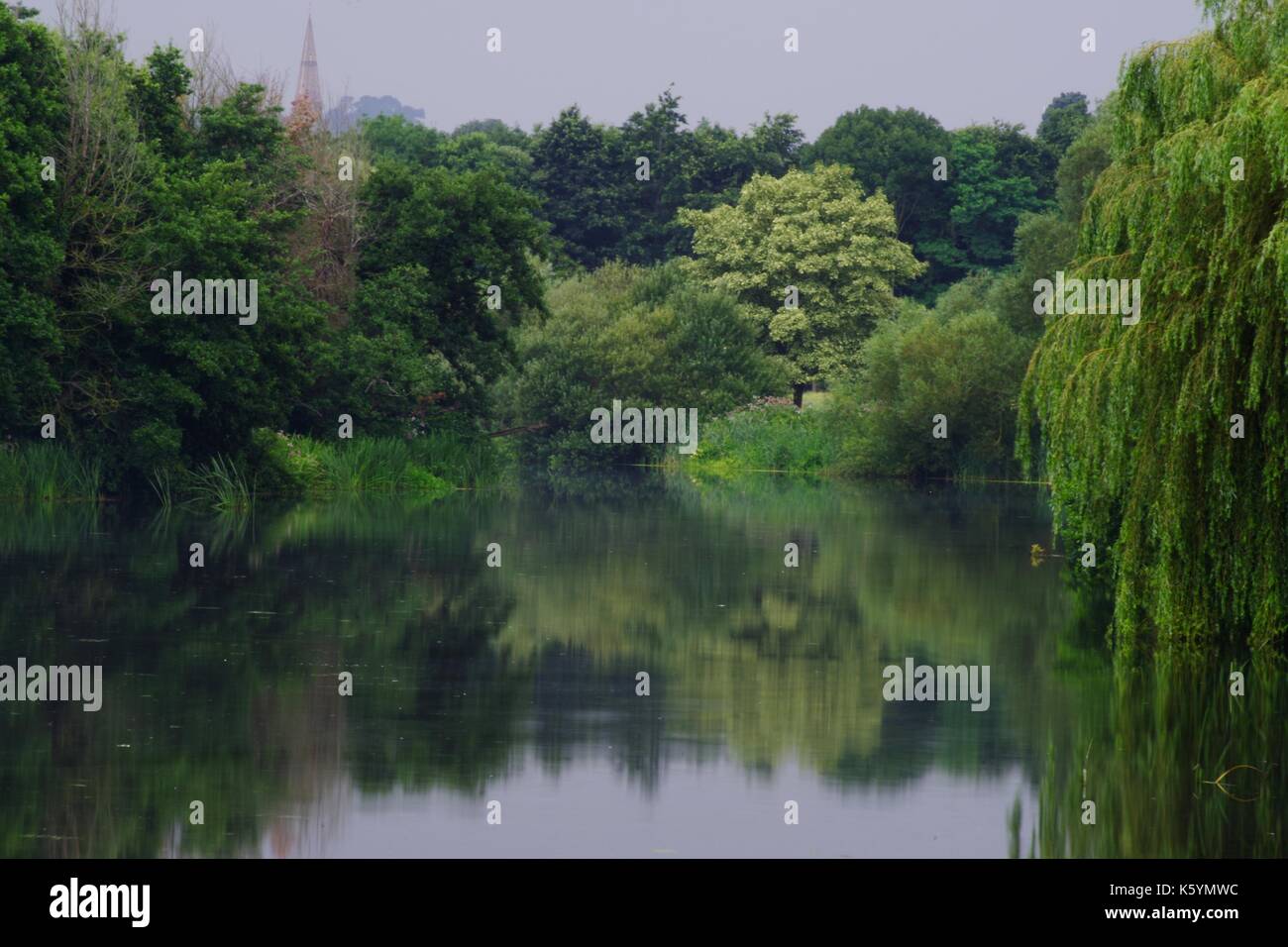 Salmon above water uk hi-res stock photography and images - Alamy