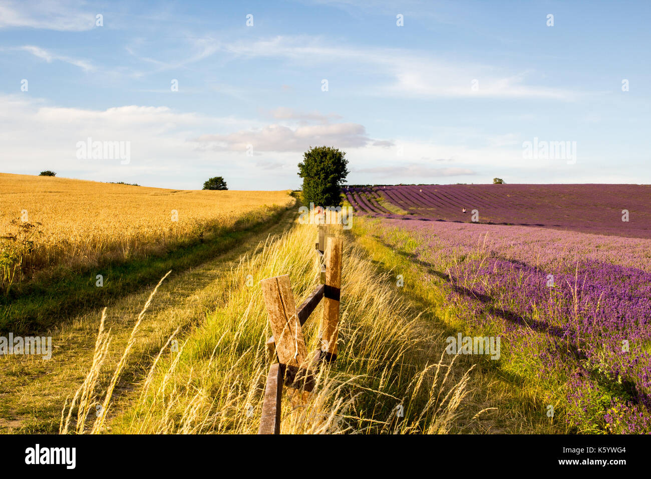 Lavender field hitchin hi-res stock photography and images - Alamy