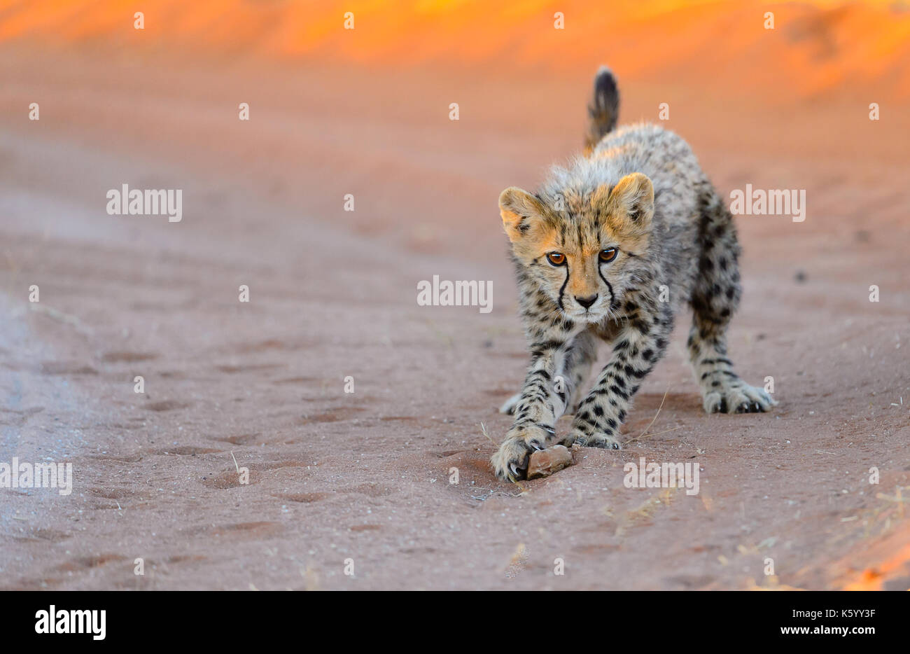 Cheetah cub stalking hi-res stock photography and images - Alamy