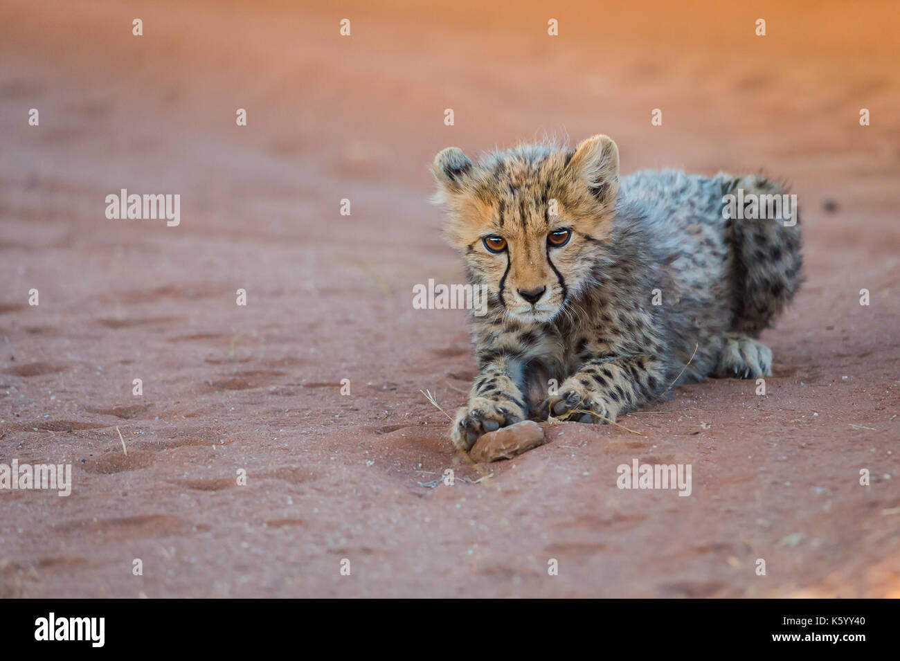 Baby cheetah africa hi-res stock photography and images - Alamy