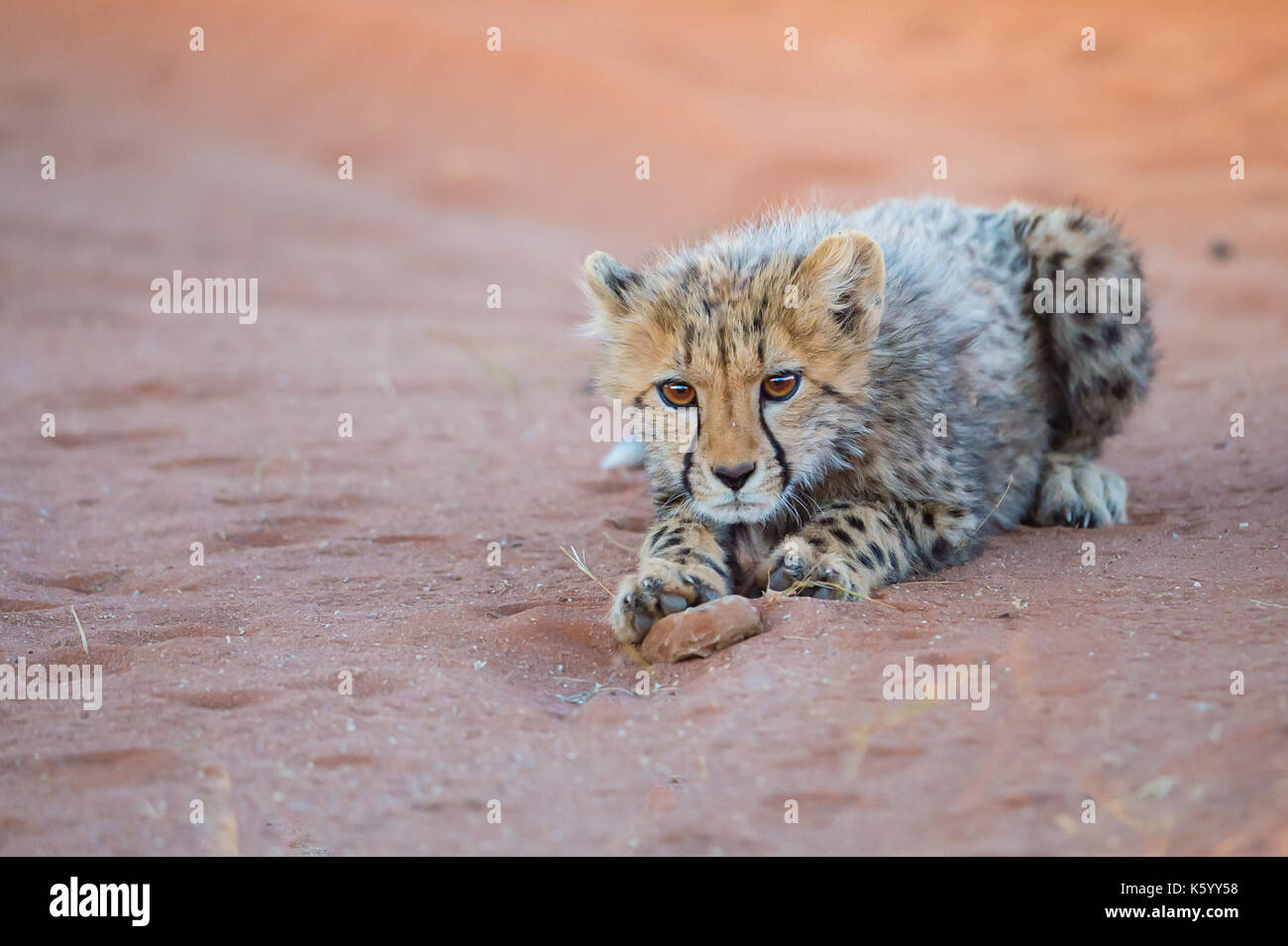 Cheetah and cub hi-res stock photography and images - Alamy