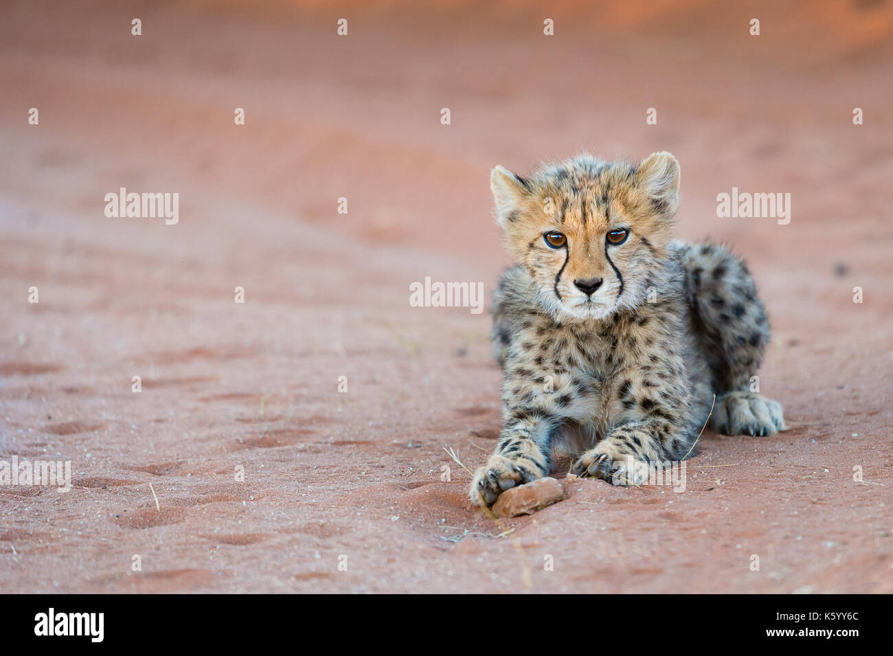 Baby cheetah africa hi-res stock photography and images - Alamy