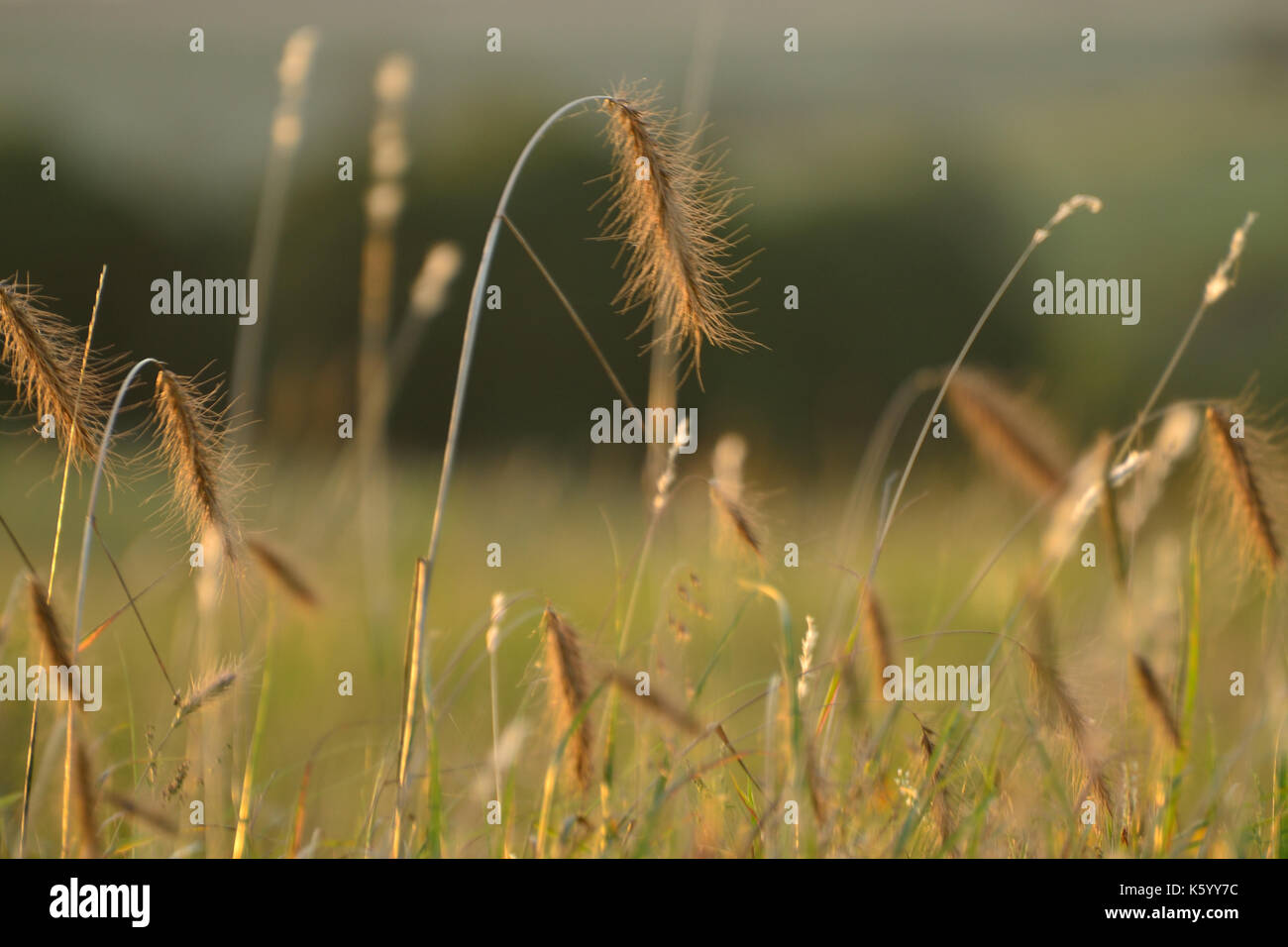Prairie grasses close up hi-res stock photography and images - Alamy