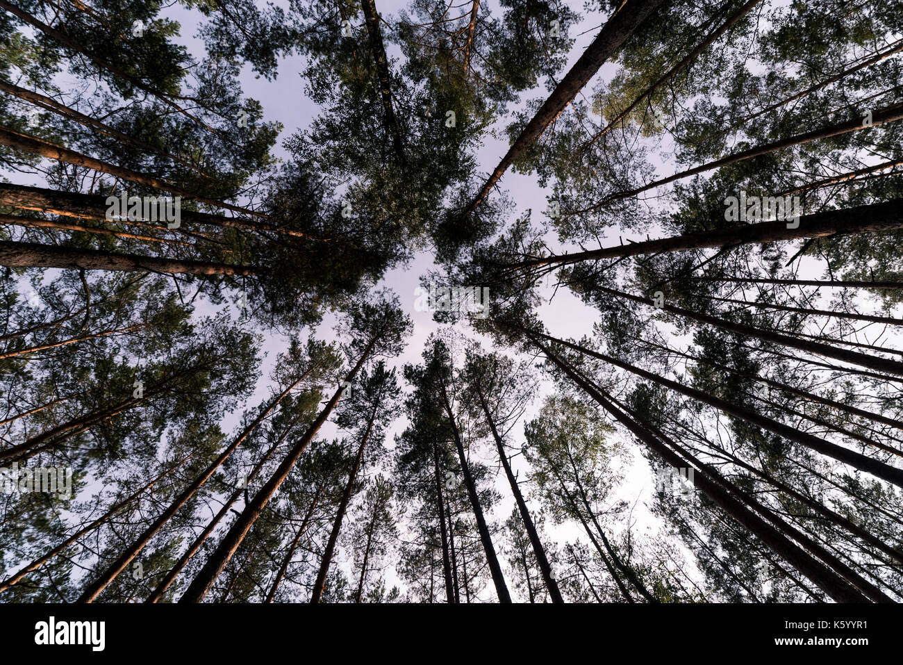 Forest trees and blue sky. Upside view. Pine trees Stock Photo - Alamy