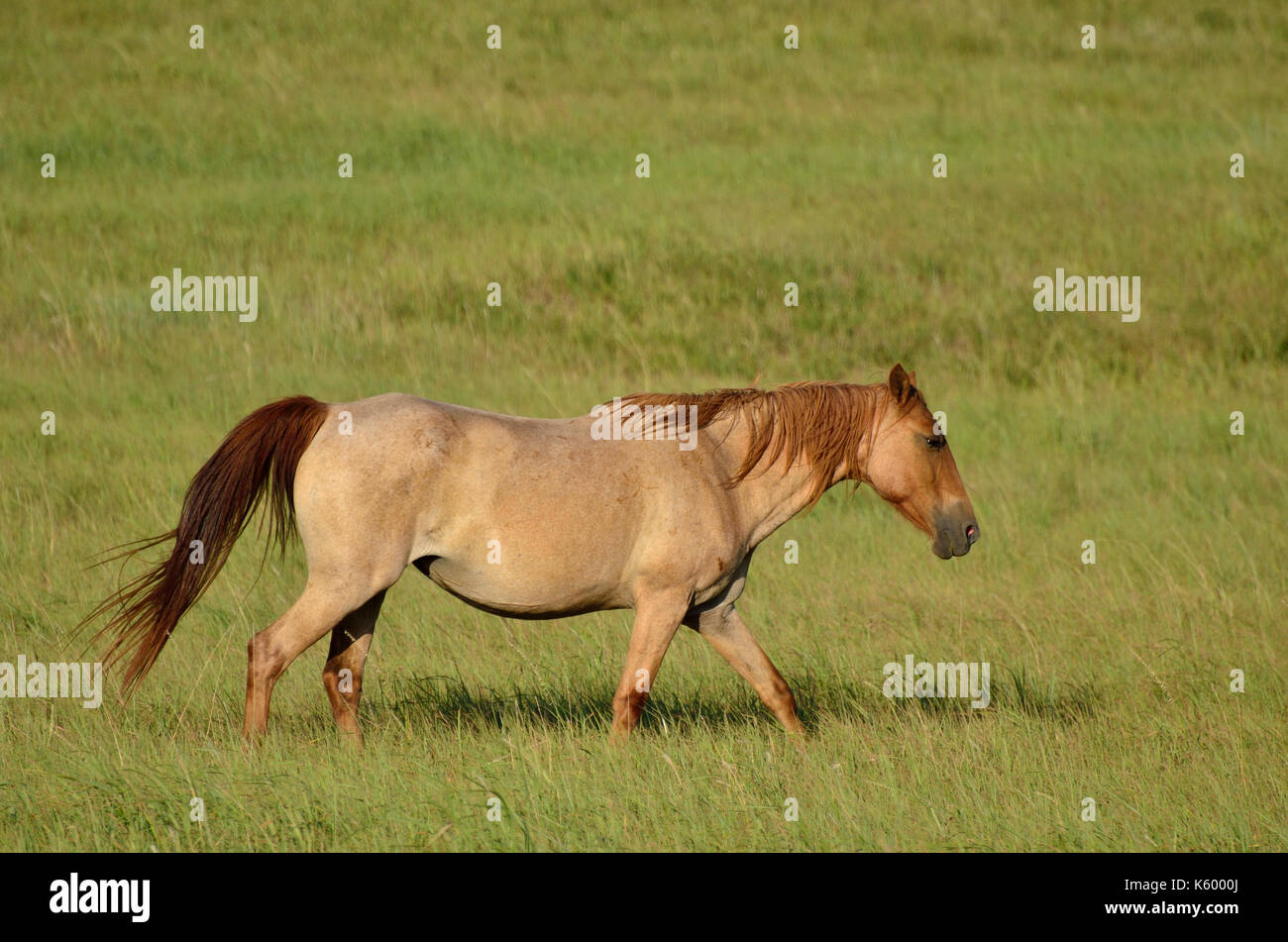 Mustang Ranch High Resolution Stock Photography and Images - Alamy